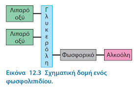 Η ΕΞΩΤΕΡΙΚΗ ΚΑΤΑΣΚΕΥΗ ΒΙΟΛΟΓΙΚΩΝ ΟΝΤΟΤΗΤΩΝ. 1ο μέρος : ΤΑ ΑΜΦΙΦΙΛΑ ...
