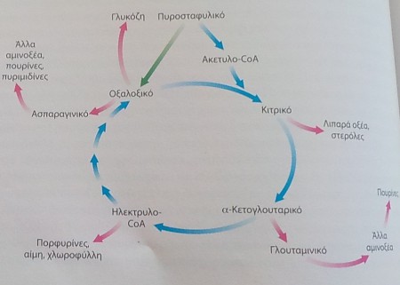 Βιοσυνθέσεις από τους μεταβολίτες του Κύκλου του Κρεμπς. Το Οξαλοξικό ...